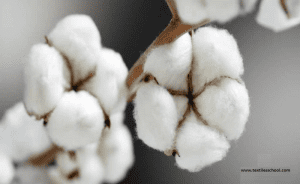 What is cotton fibre? - The story of cotton - history - cultivation