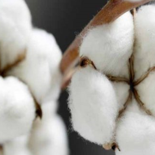 What is structure of cotton fibre? - polymerization - Textiles School