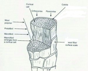 Structure/properties of wool - Chemical and physical properties